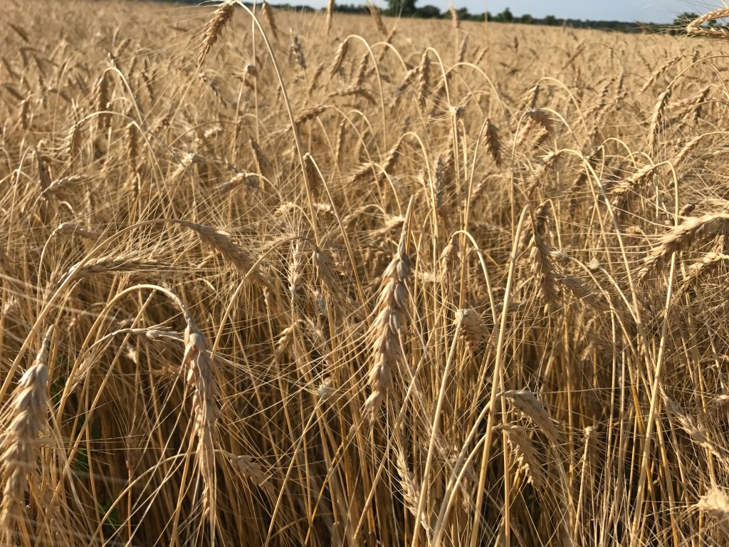 1874 Turkey Red Wheat – Penner Farms